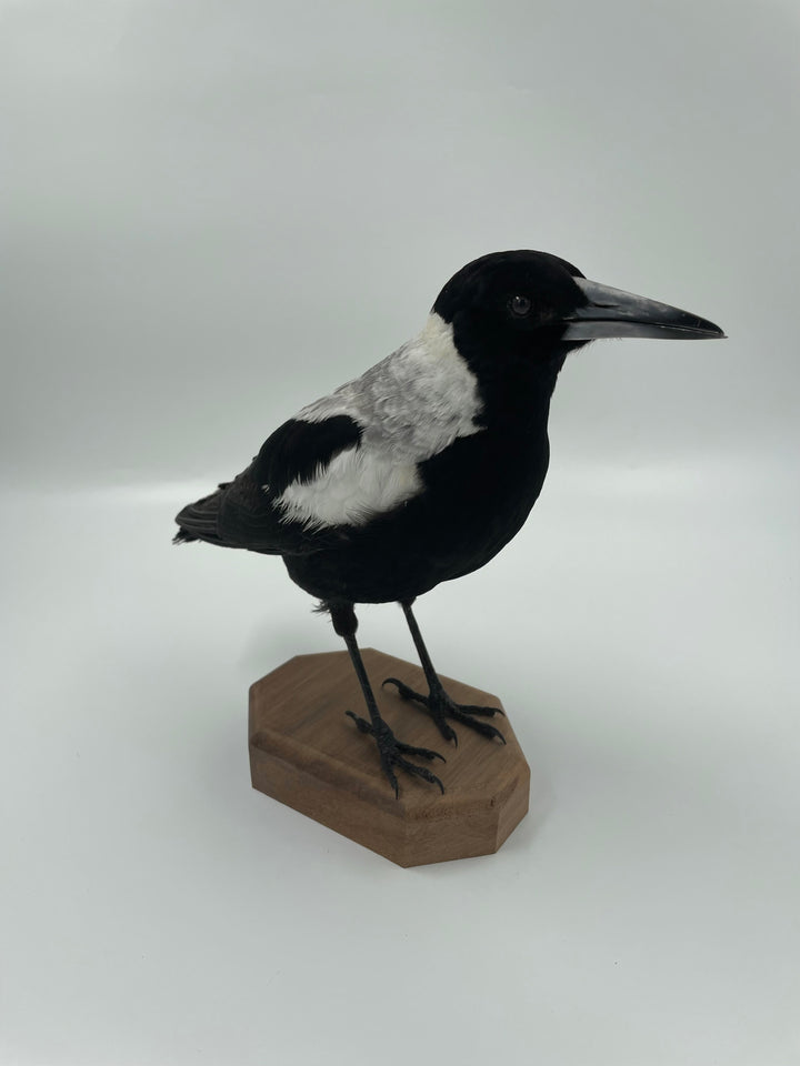 Birds – The New Zealand Taxidermy Store