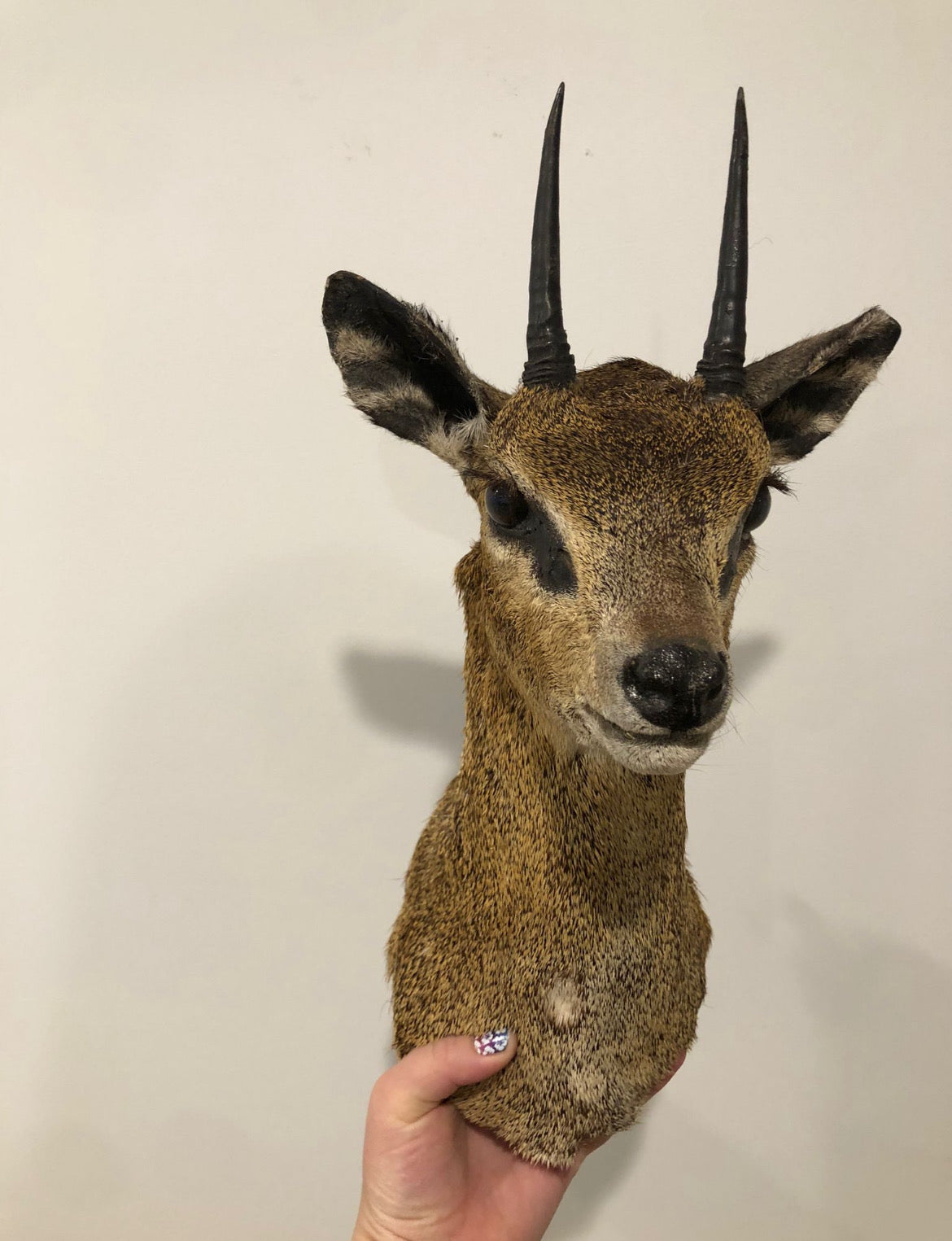 Taxidermy Klipspringer for Sale – The New Zealand Taxidermy Store