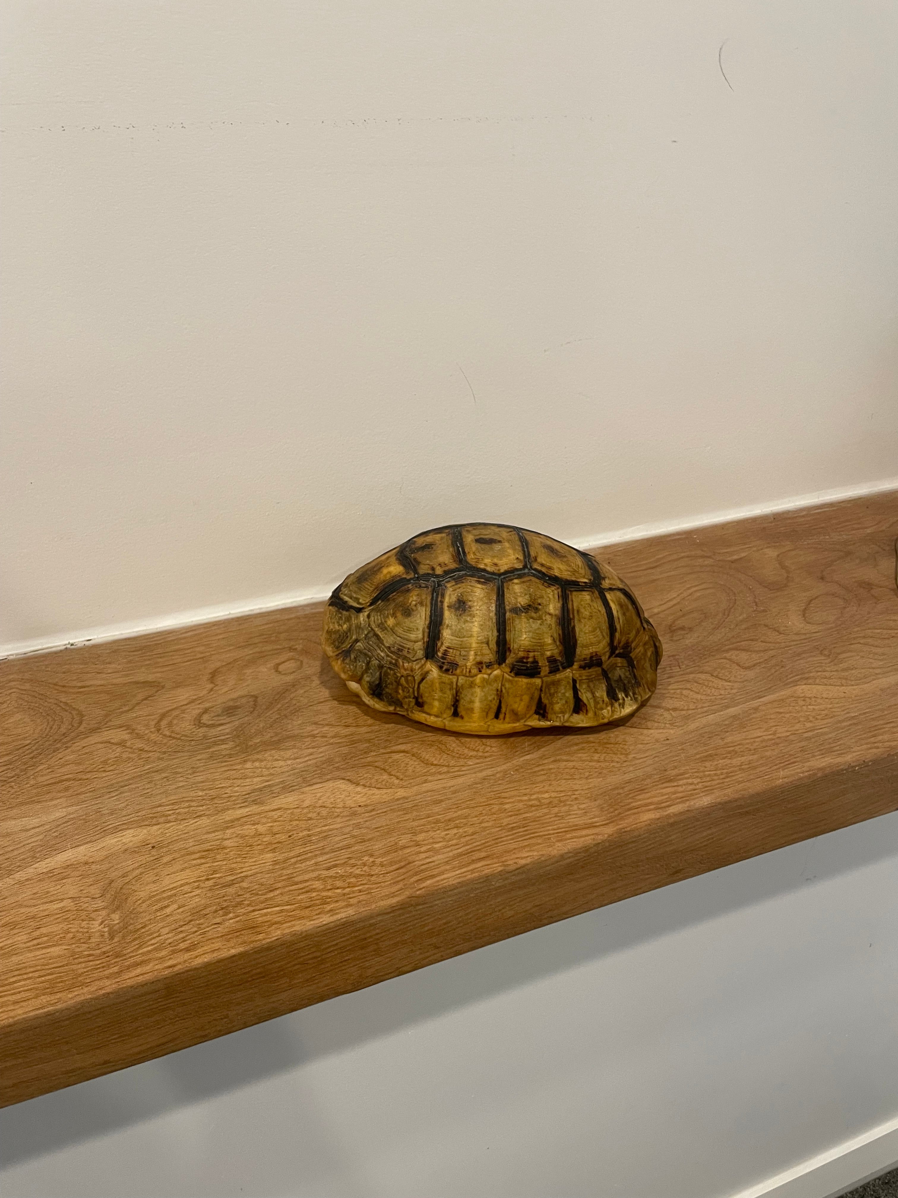 An Angulate Tortoise Shell for Sale – The New Zealand Taxidermy Store