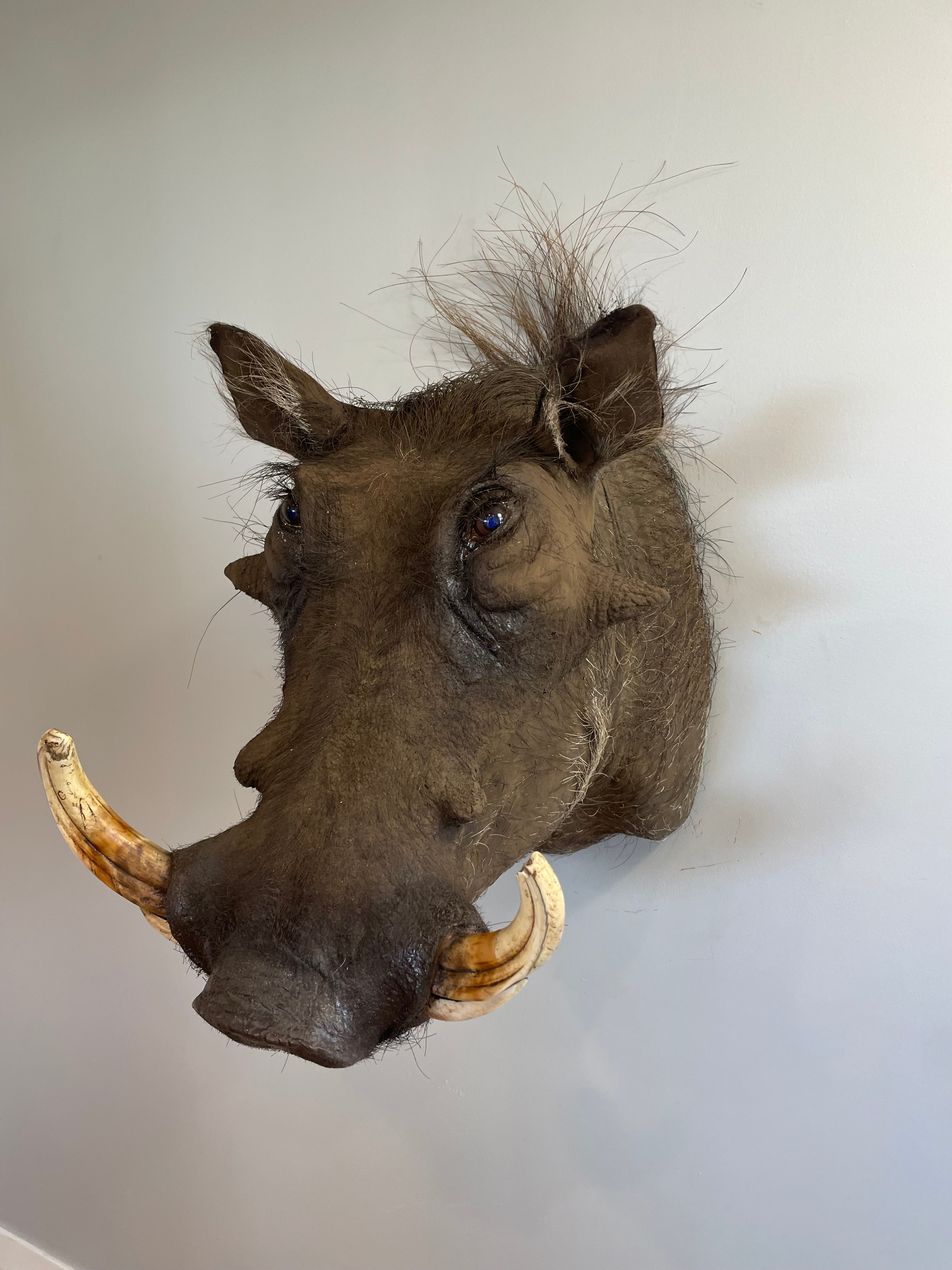 A Taxidermy Warthog for Sale – The New Zealand Taxidermy Store