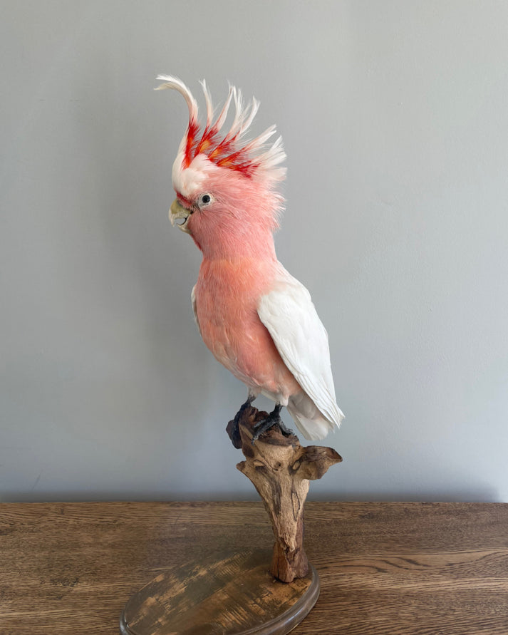 Taxidermy Pink Cockatoo for Sale – The New Zealand Taxidermy Store