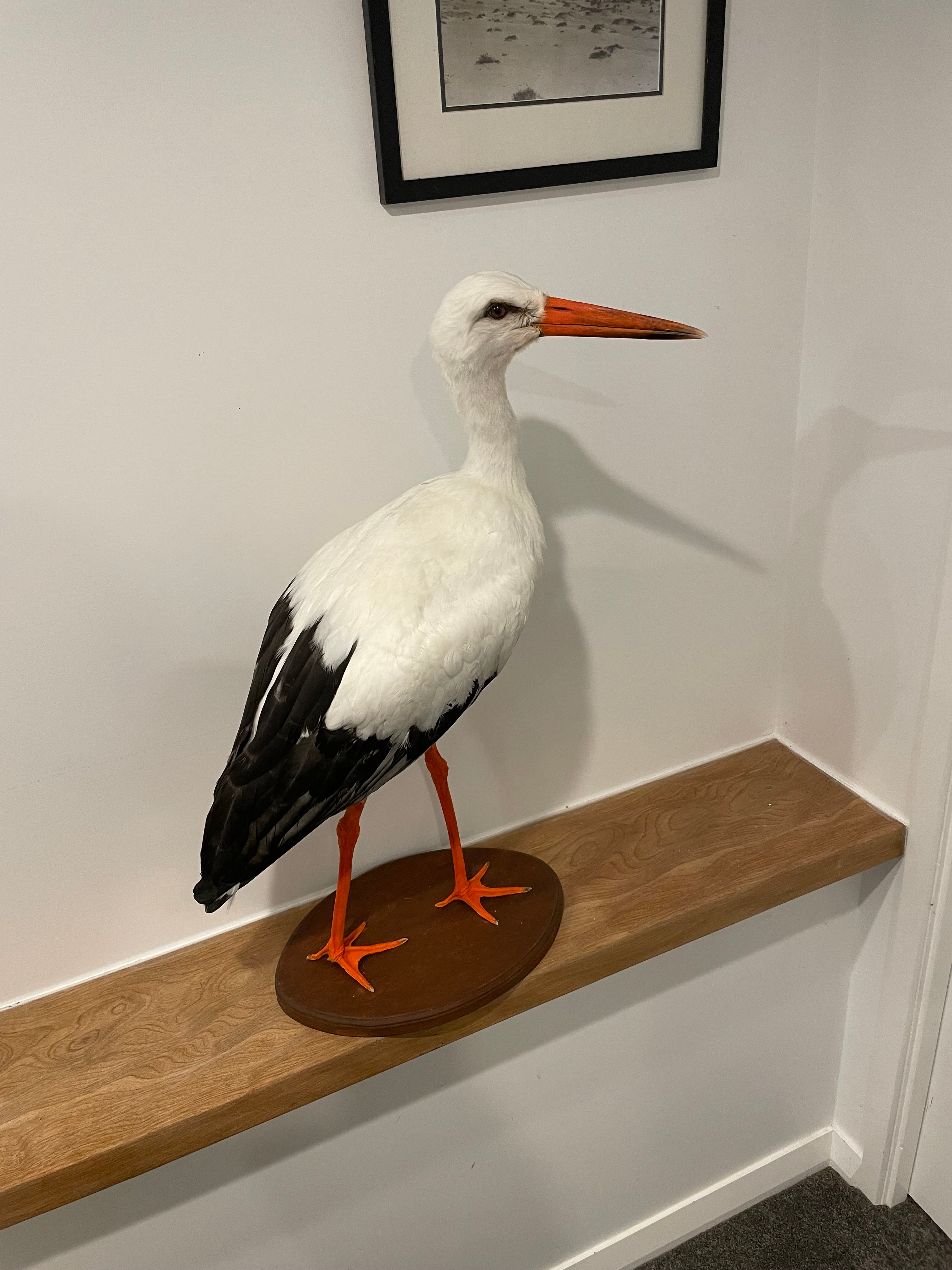 A Taxidermy White Stork for Sale – The New Zealand Taxidermy Store