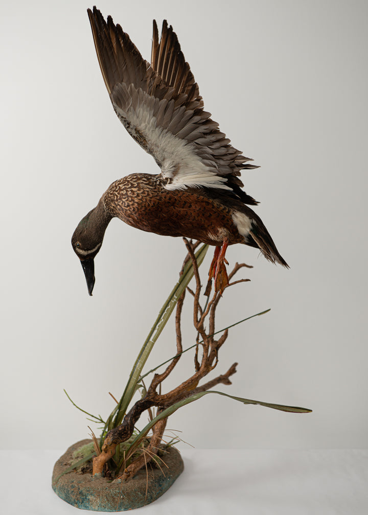 Birds – The New Zealand Taxidermy Store